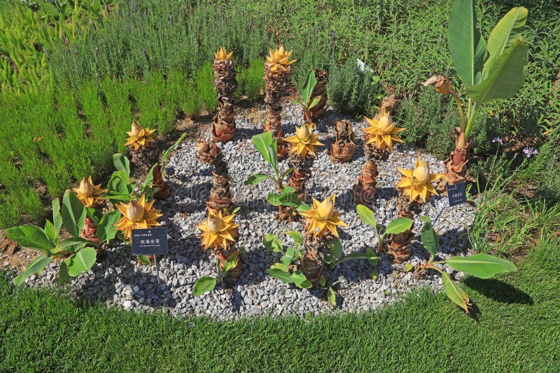 Musaceae Plants Hairyfruit Musella Flower Stock Image - Image of flower ...