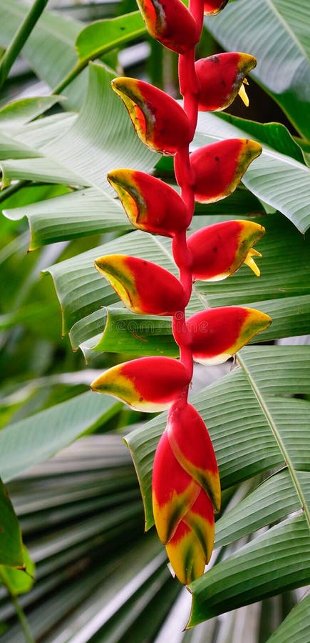 Musaceae red flowers stock photo. Image of yellow, green - 74706238