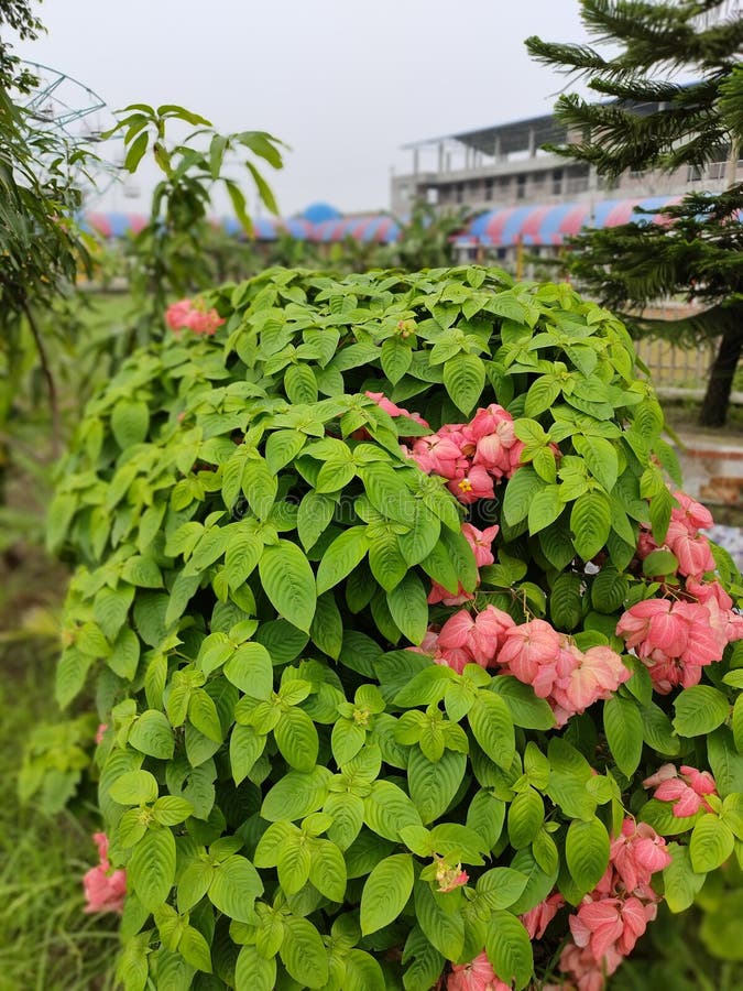 Musanda Plant and Pink Colour Flowers Stock Photo - Image of yard ...