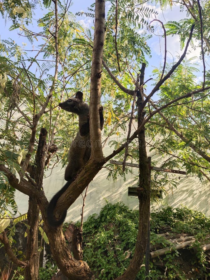 Musang Animals Stock Photos - Free & Royalty-Free Stock Photos from ...