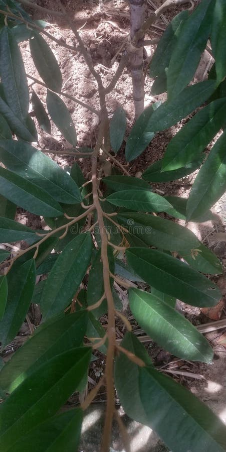 Musang King Durian Tree Behind Ground Stock Photo - Image of musang ...