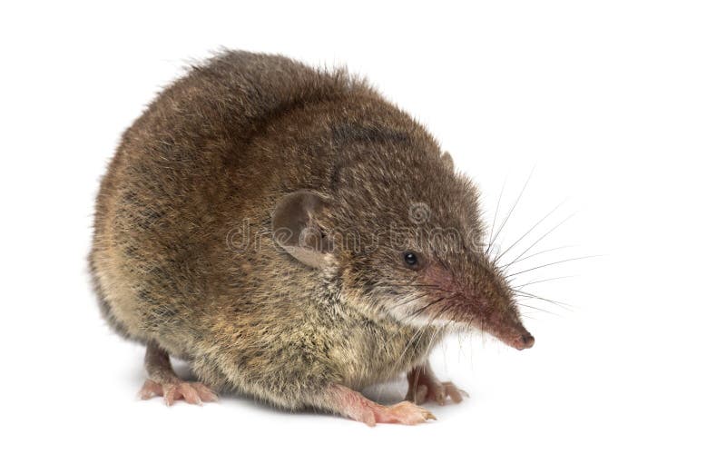 Musaraña Blanco-dentada, Aislada Foto de archivo - Imagen de animal ...