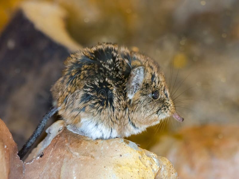 Bebé De La Musaraña Del Elefante Foto de archivo - Imagen de elefante ...