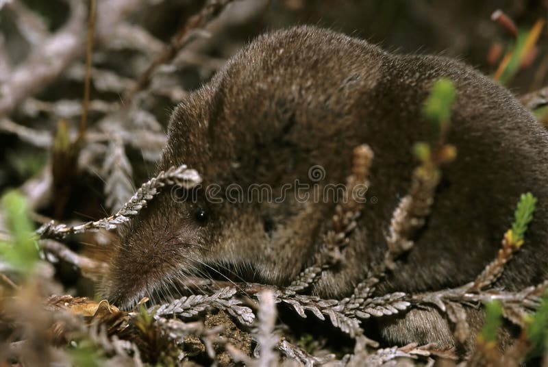 Musaraña Común, Araneus Del Sorex Foto de archivo - Imagen de organismo ...