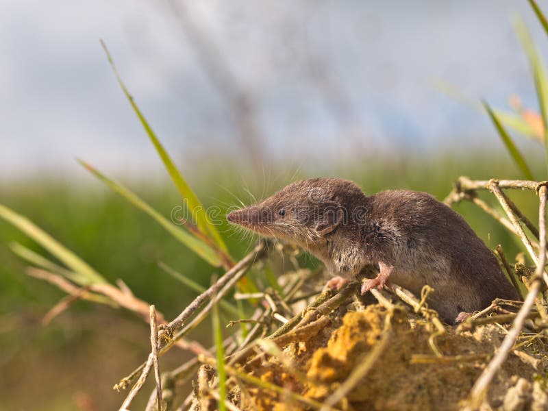 Musaraigne Blanc-dentée Bicolore Image stock - Image du environnement ...