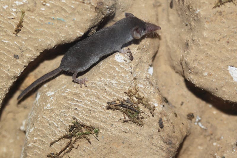 Musaranho Do Pigmeu Que Olha No Ambiente Natural Imagem de Stock ...