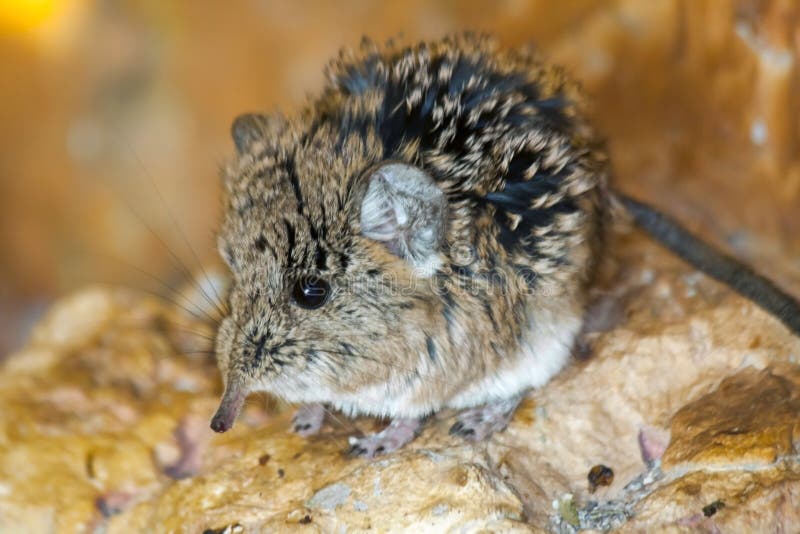 Musaranho Curto-orelhudo Do Elefante Imagem de Stock - Imagem de ...