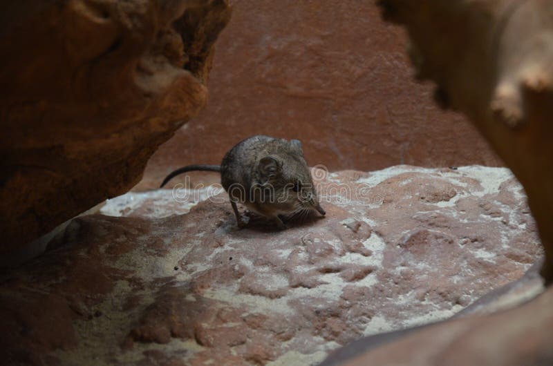 Musaranho Do Elefante - Proboscideus De Macroscelides Foto de Stock ...