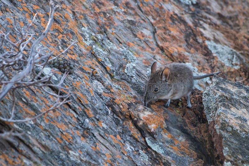Musaranho Do Elefante - Proboscideus De Macroscelides - Isolado No ...