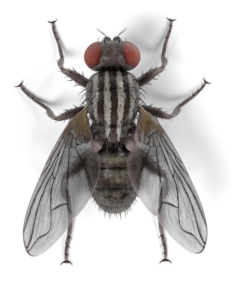 Musca Domestica - Common Fly Stock Illustration - Illustration of ...