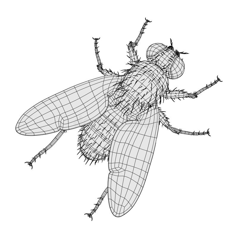 Musca domestica stock illustration. Illustration of insect - 81982809