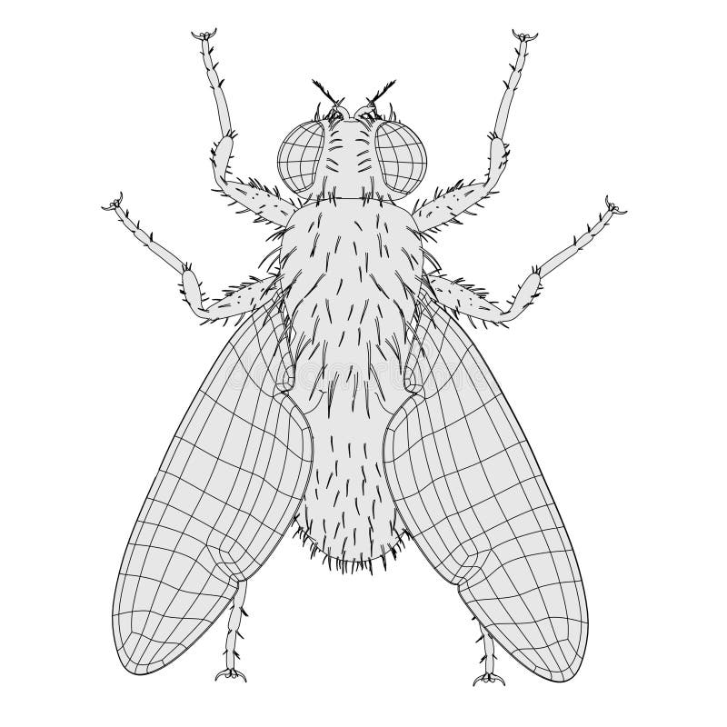Musca Domestica - Common Fly Stock Illustration - Illustration of ...