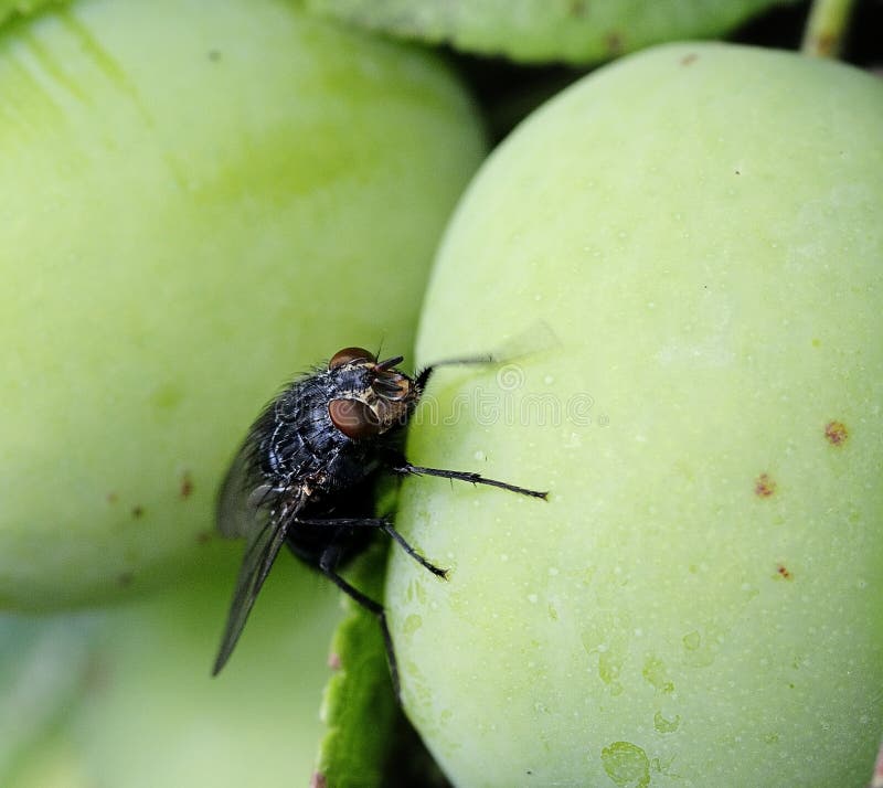 Musca Domestica - Mosca Della Casa Immagine Stock - Immagine di casa ...