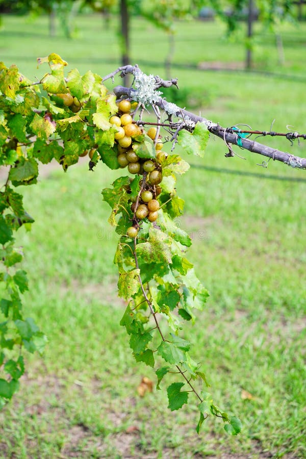 Muscadine Grape Tree in the Harvest Season in Florida Stock Image ...