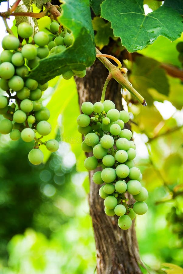 Muscadines/Grapes on the Vine Stock Image - Image of beautiful, leafy ...