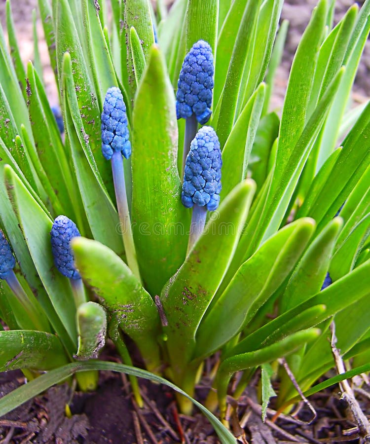 Muscari stock image. Image of garden, muscari, plants - 13330675