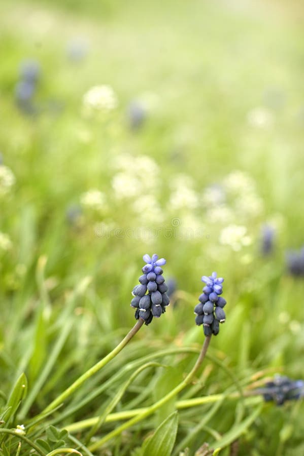 Muscari stock image. Image of garden, closeup, growth - 9682615