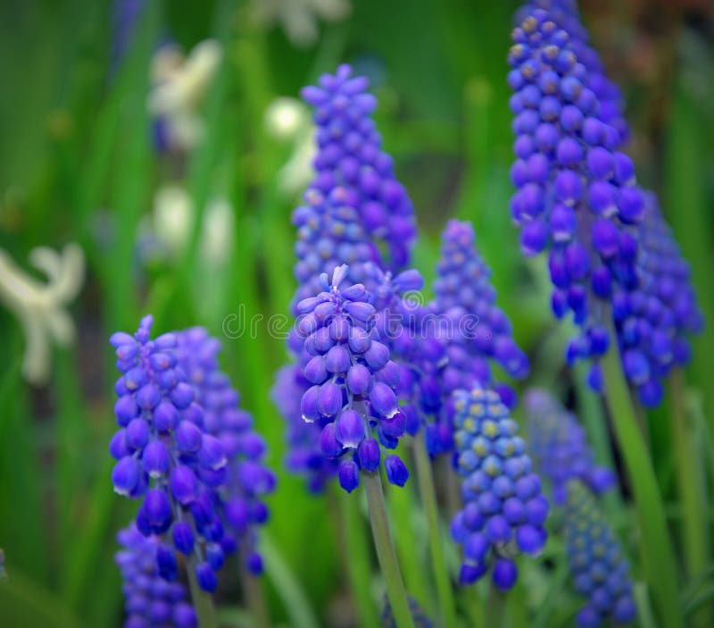 Muscari armeniacum stock photo. Image of horticultural - 67208380