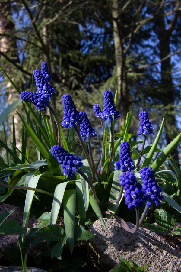 Muscari are Blue As the Sky Stock Photo - Image of blue, flower: 182444230