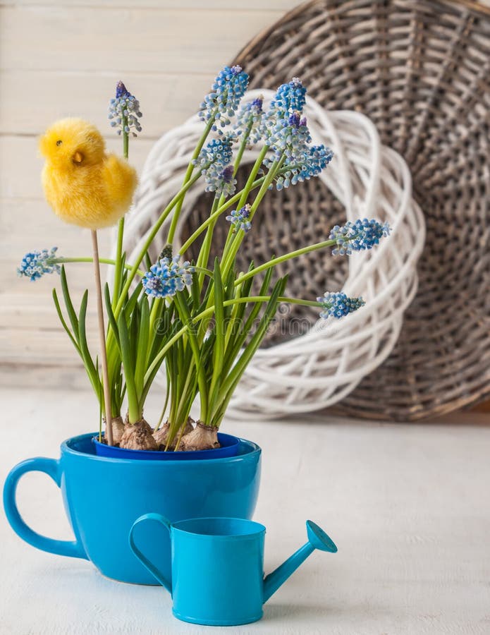 Blue Muscari Flowers Isolated On White Stock Photo - Image of closeup ...