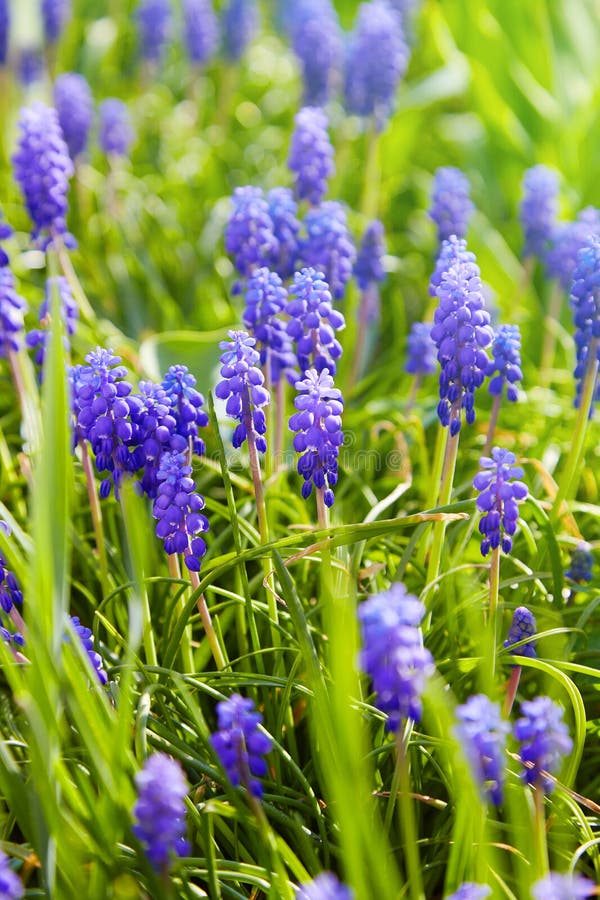 Blue Grape Hyacinth Muscari Armeniacum Stock Photo - Image of racemosum ... Blue Grape Hyacinth Muscari Armeniacum Stock Photo - Image of racemosum ...
