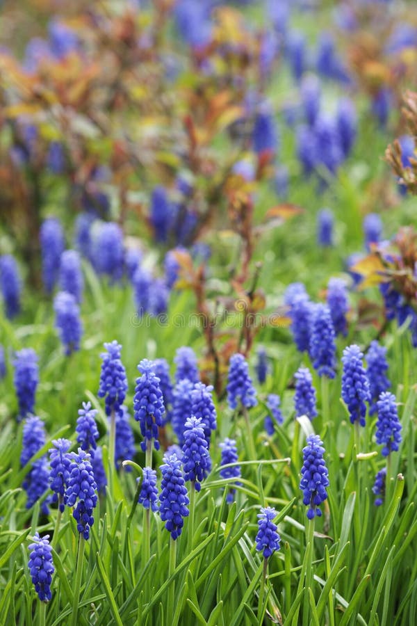 Muscari - Blue Spring Flowers Stock Image - Image of murine, floral ...