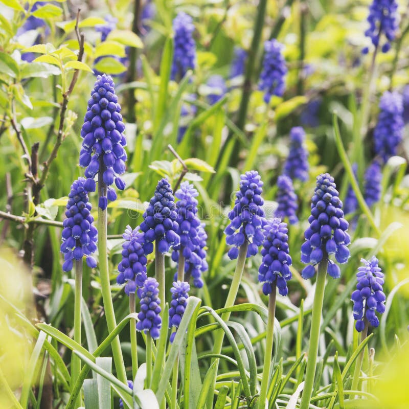 Muscari - Blue Spring Flowers Stock Photo - Image of meadow, wild: 92607308