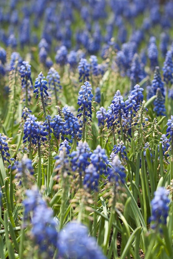 Muscari Botryoides - Grape Hyacinth Stock Photo - Image of macro ...