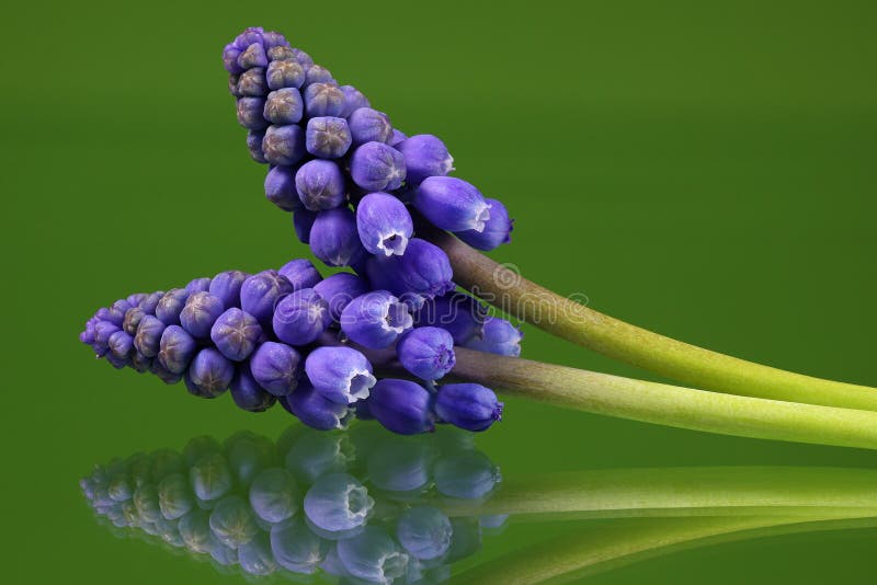 Muscari botryoides stock foto. Image of plantkunde, schotel - 53015768