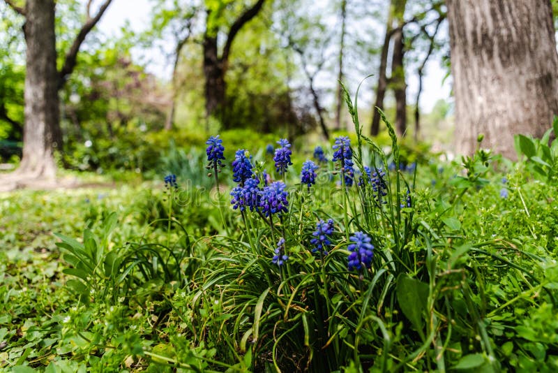 Muscari botryoides foto de archivo. Imagen de crecimiento - 252754468
