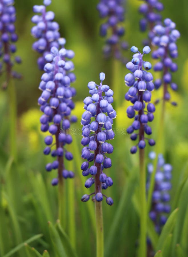 Muscari Botryoides (grape Hyacinth) Stock Image - Image of asparagaceae ...