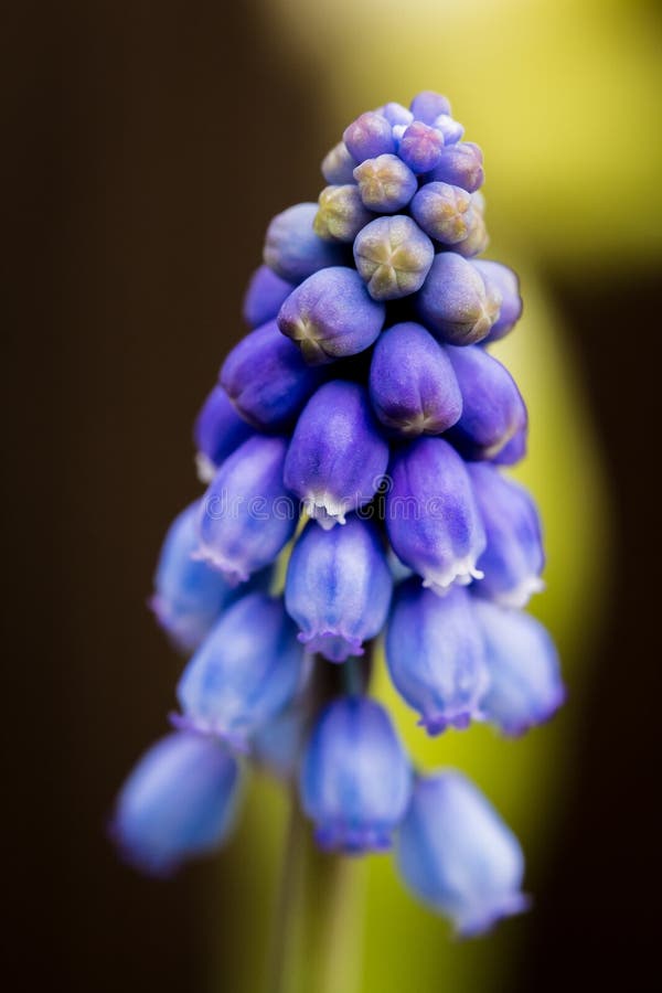Purple Muscari botryoides stock photo. Image of hyacinth - 54111926