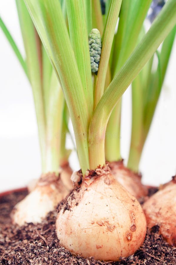 Muscari bulb detail stock image. Image of bulb, bouquet - 16595465