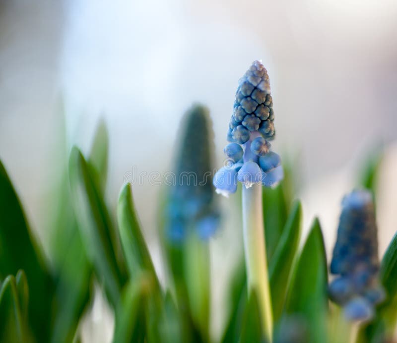 Muscari stock image. Image of flower, easter, colorful - 89226191