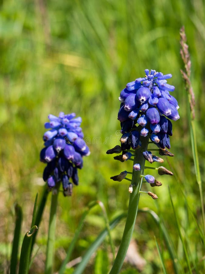 Muscari flower stock photo. Image of park, garden, european - 92399338