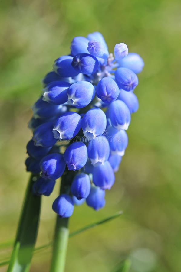 Muscari flower stock photo. Image of bluebell, closeup - 30746844