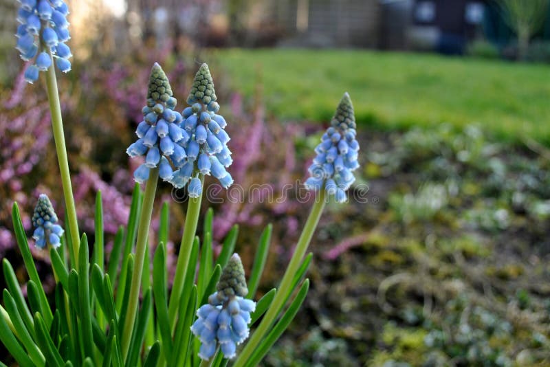 Muscari flower stock image. Image of garden, breath, muscari - 50172089