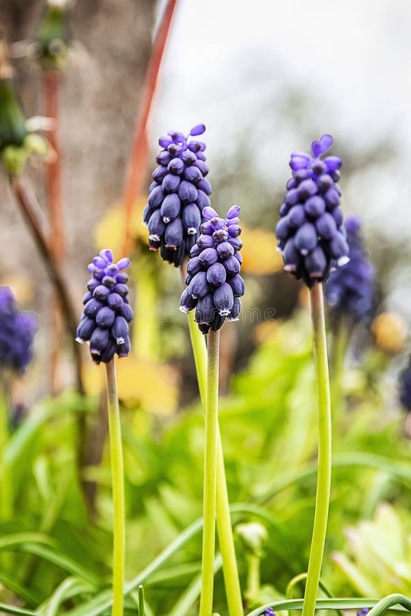 Matrix stock image. Image of blue, blossom, hyacinth - 320699085