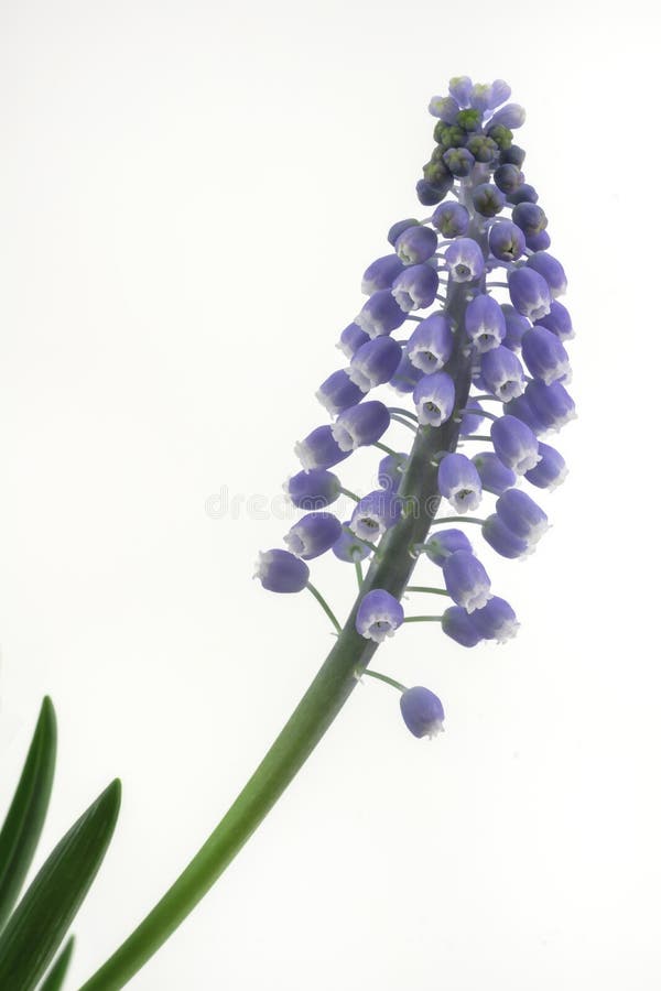 Muscari flower stock image. Image of decorative, closeup - 154901389