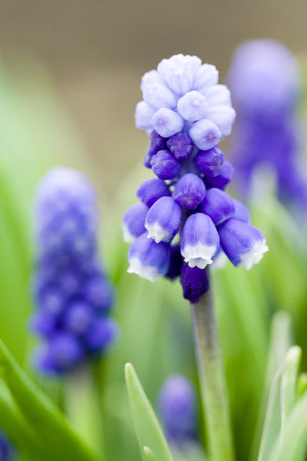 Muscari Armeniacum or Grape Hyacinth Stock Photo - Image of plant ...