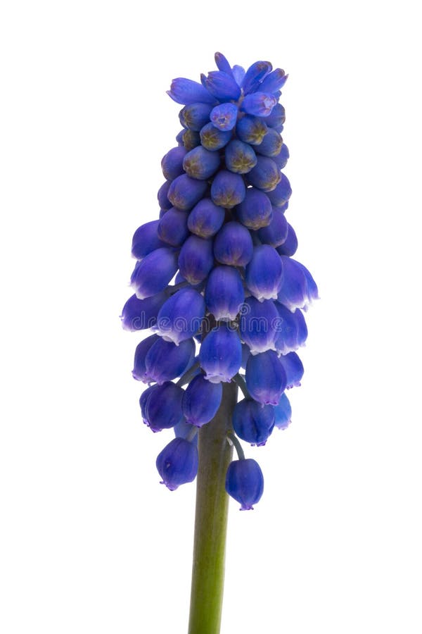 Muscari flowers isolated stock image. Image of beauty - 275285005