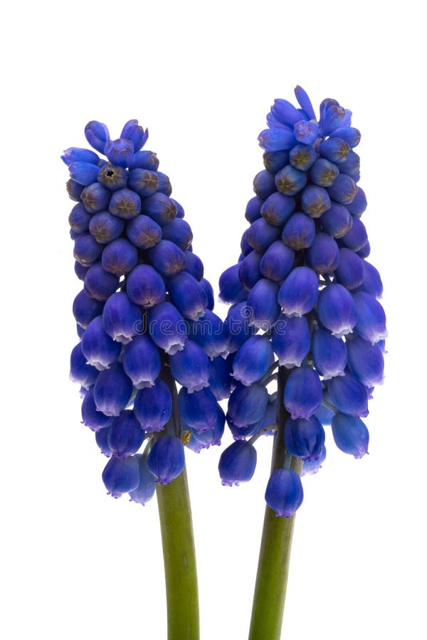 Muscari flowers isolated stock photo. Image of green - 275285008