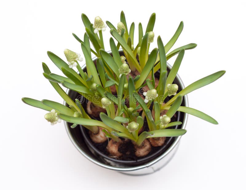 Muscari flowers in a pot stock image. Image of nature - 23772323