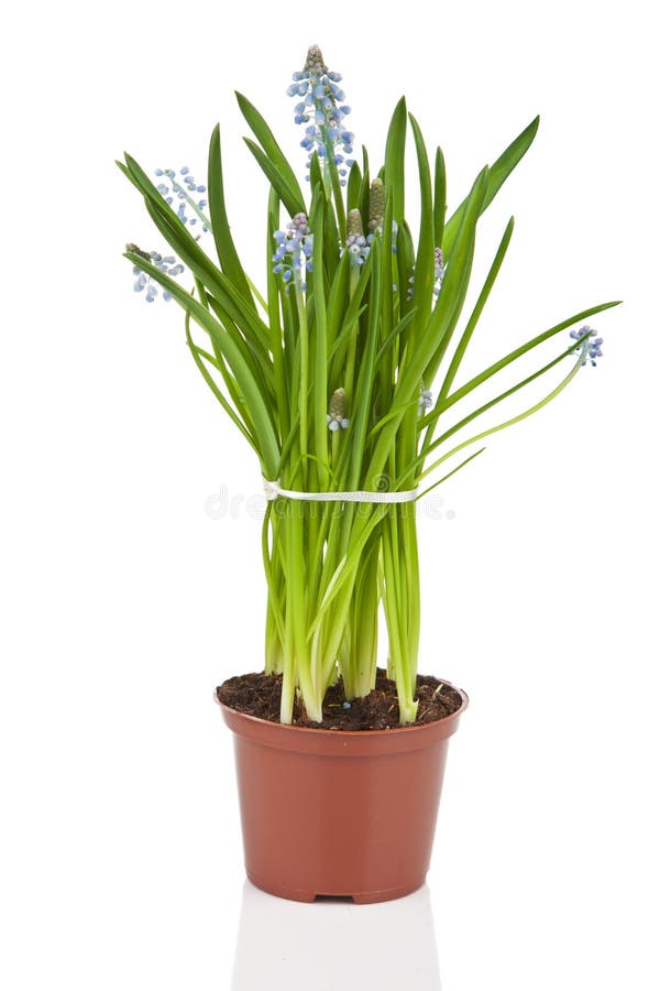 Muscari Flowers in Pot Isolated Stock Image - Image of harmony, fresh ...