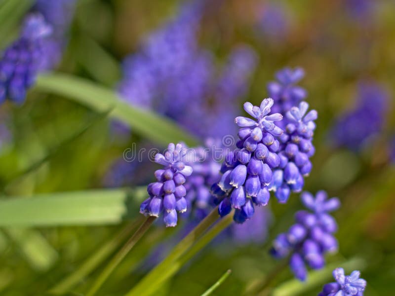 Muscari Flowers, Selective Focus Stock Photo - Image of serene ...