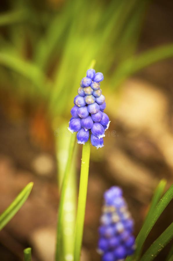 Muscari (genus is Grape Hyacinth) Stock Photo - Image of bumblebee ...
