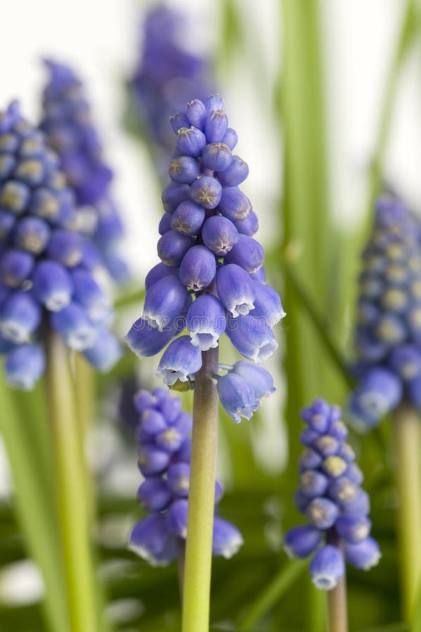Muscari Aka Grape Hyacinth in the Morning Stock Image - Image of flower ...