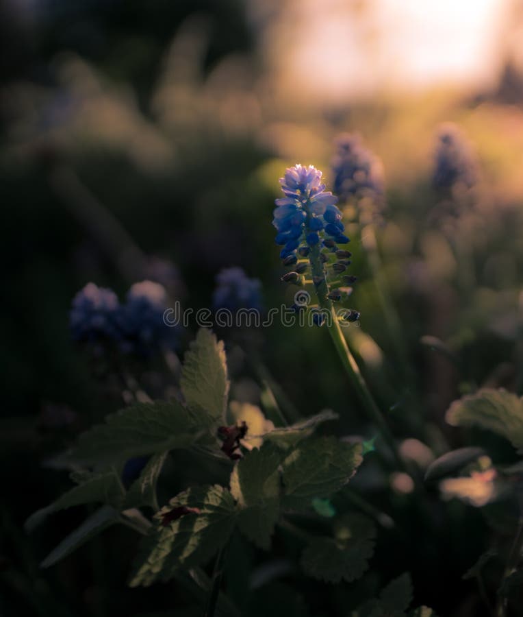 Muscari latifolium stock image. Image of flora, flowers - 93267385