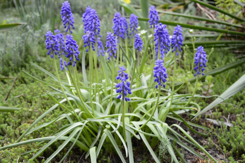Muscari neglectum stock photo. Image of bluebell, neglectum - 116475030