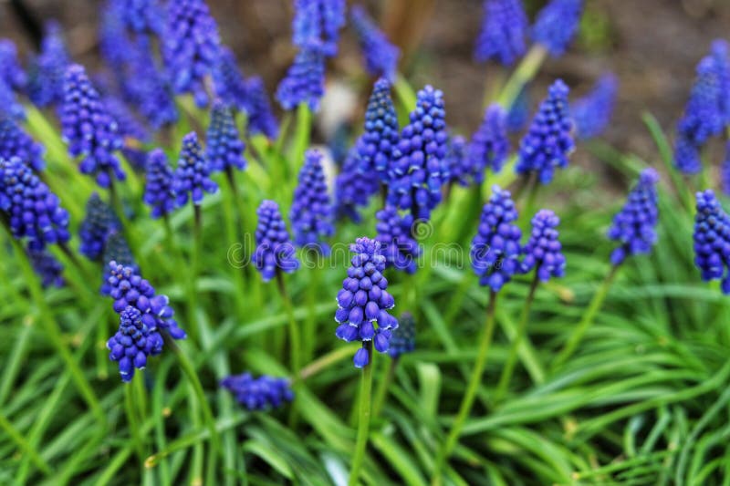Muscari Neglectum Known As Grape Hyacinth. Spring Stock Image - Image ...